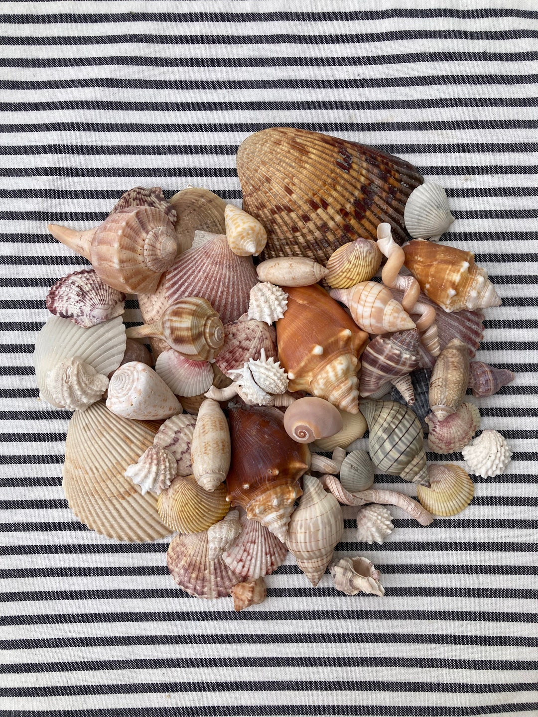 Assorted Florida Seashell Scoop, Southwest Florida Shells, Shells for ...