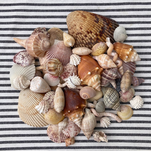 Assorted Seashells - Etsy