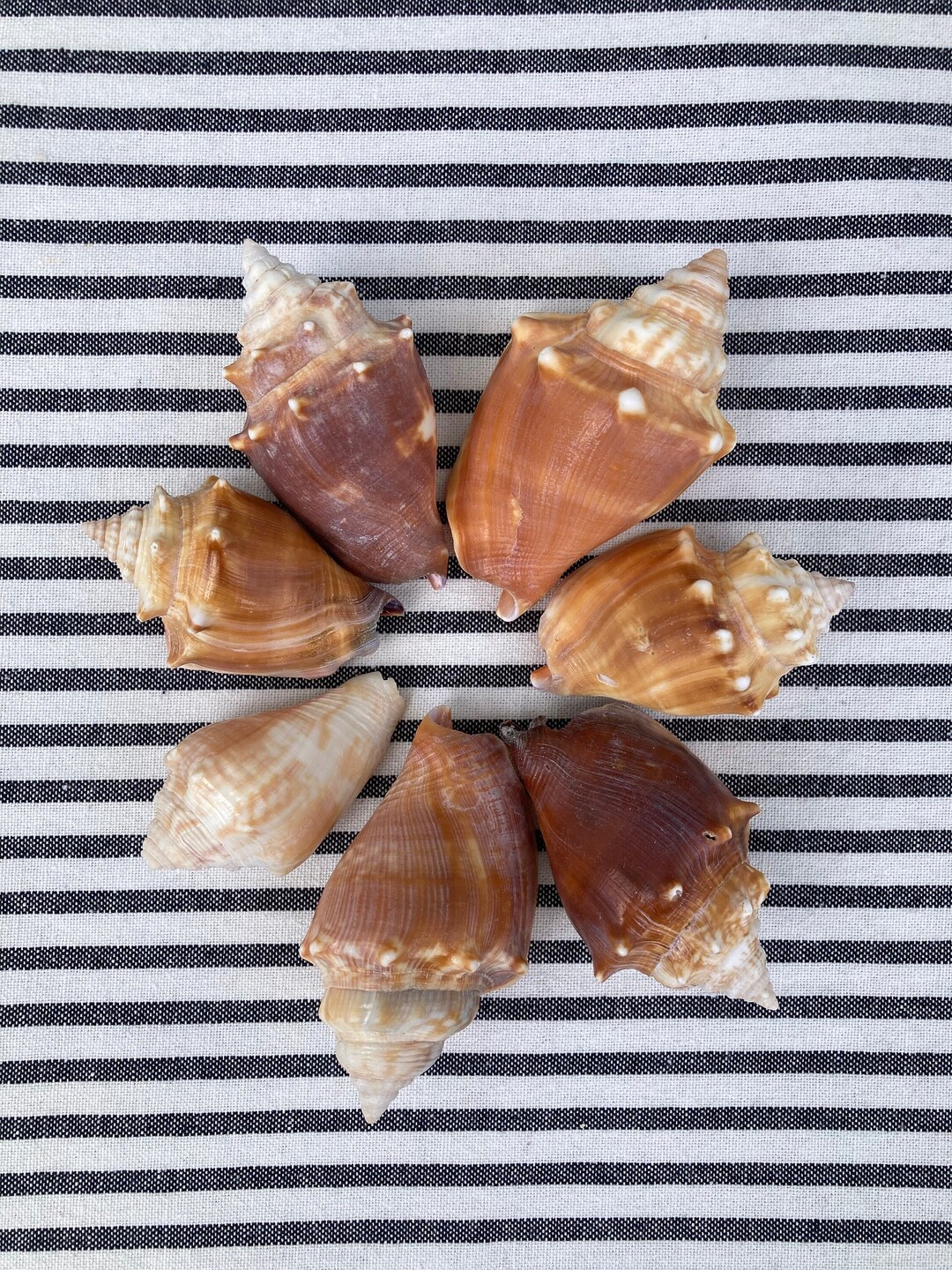Florida Fighting Conch Seashells, Assorted Florida Shells, Shells for ...