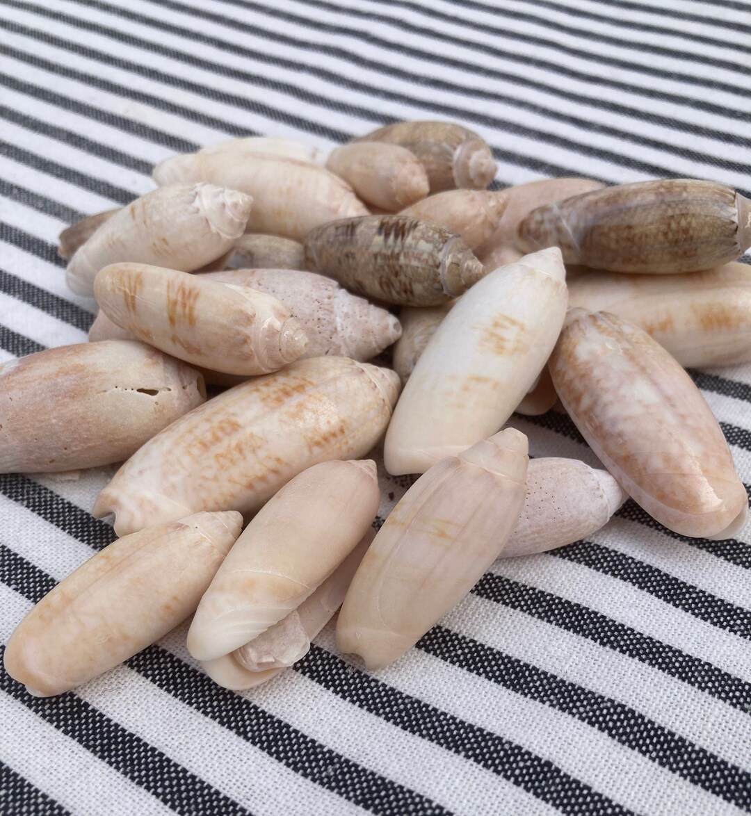 Florida Olive Shell, Shells for Crafting, Shells for Gifting, Shells ...