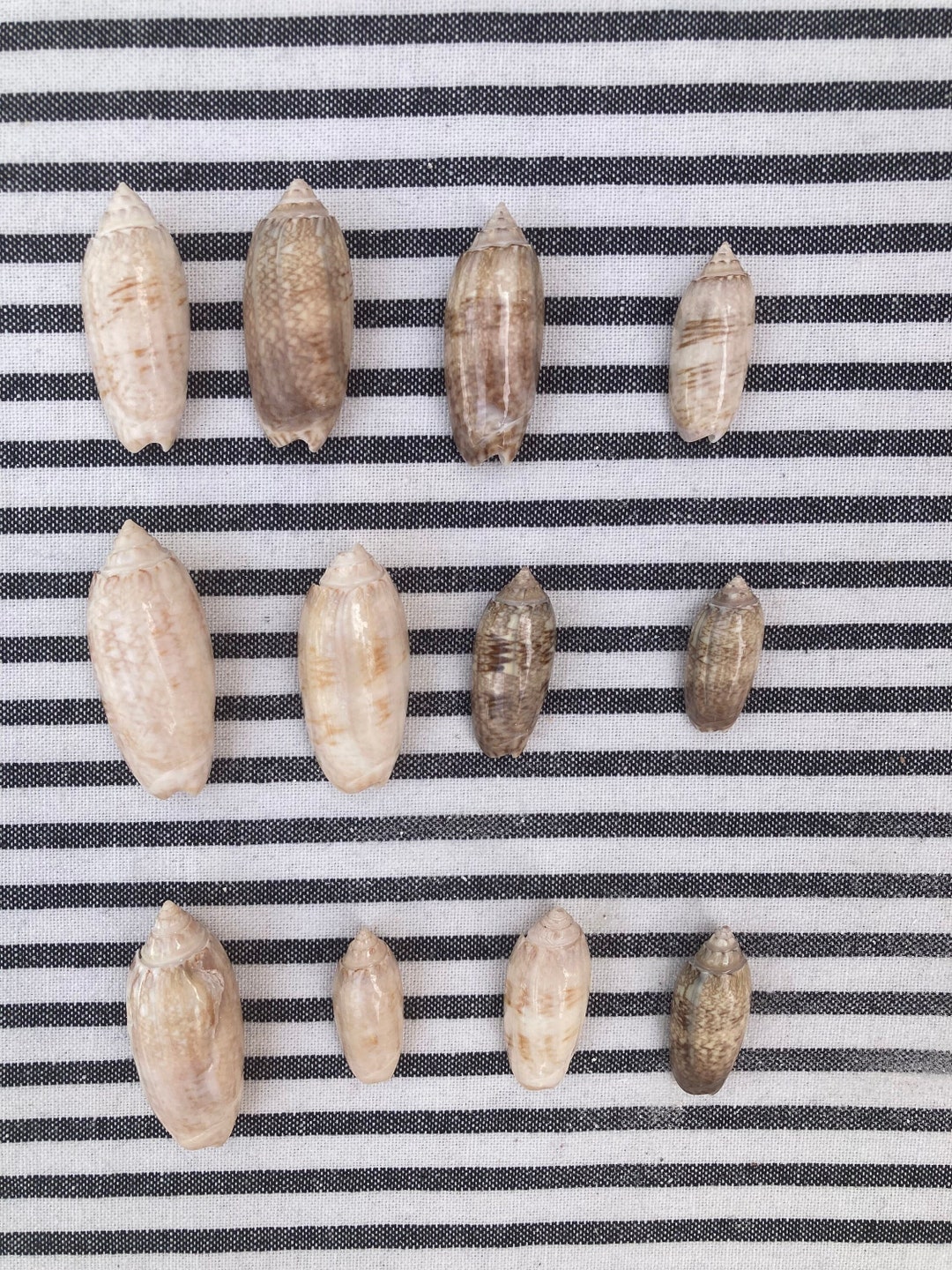 Florida Olive Shells, Assorted Florida Seashells, Shells for Crafting ...