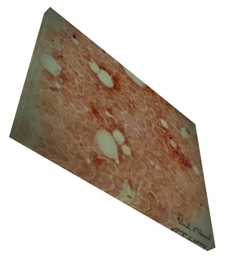 Pink Amoeba Shell Tissue Circles Original Photograph-canvas Art ...