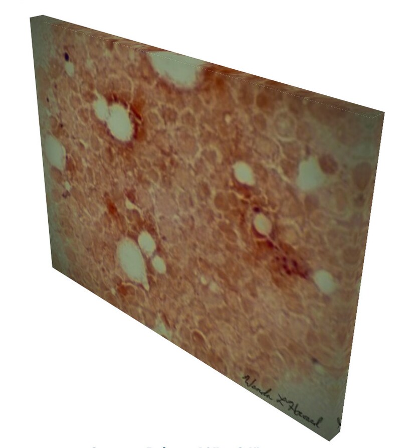 Pink Amoeba Shell Tissue Circles Original Photograph-canvas Art ...
