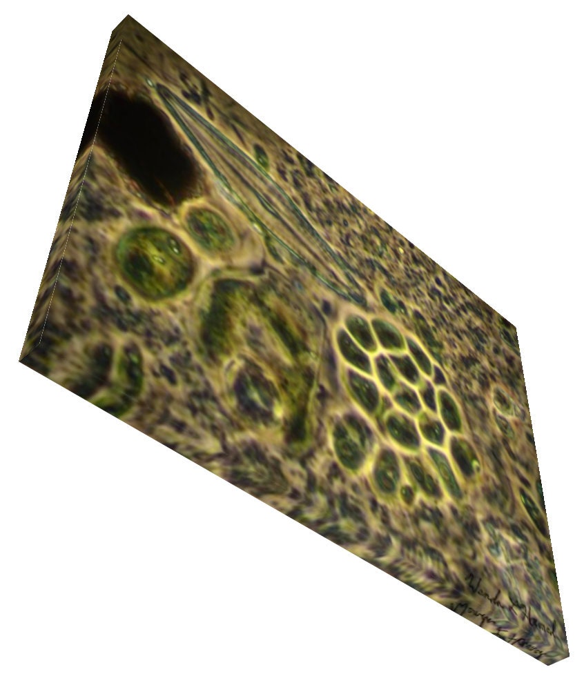 Green Algae & Diatom Microscopic Pond Life Original Photograph-canvas ...