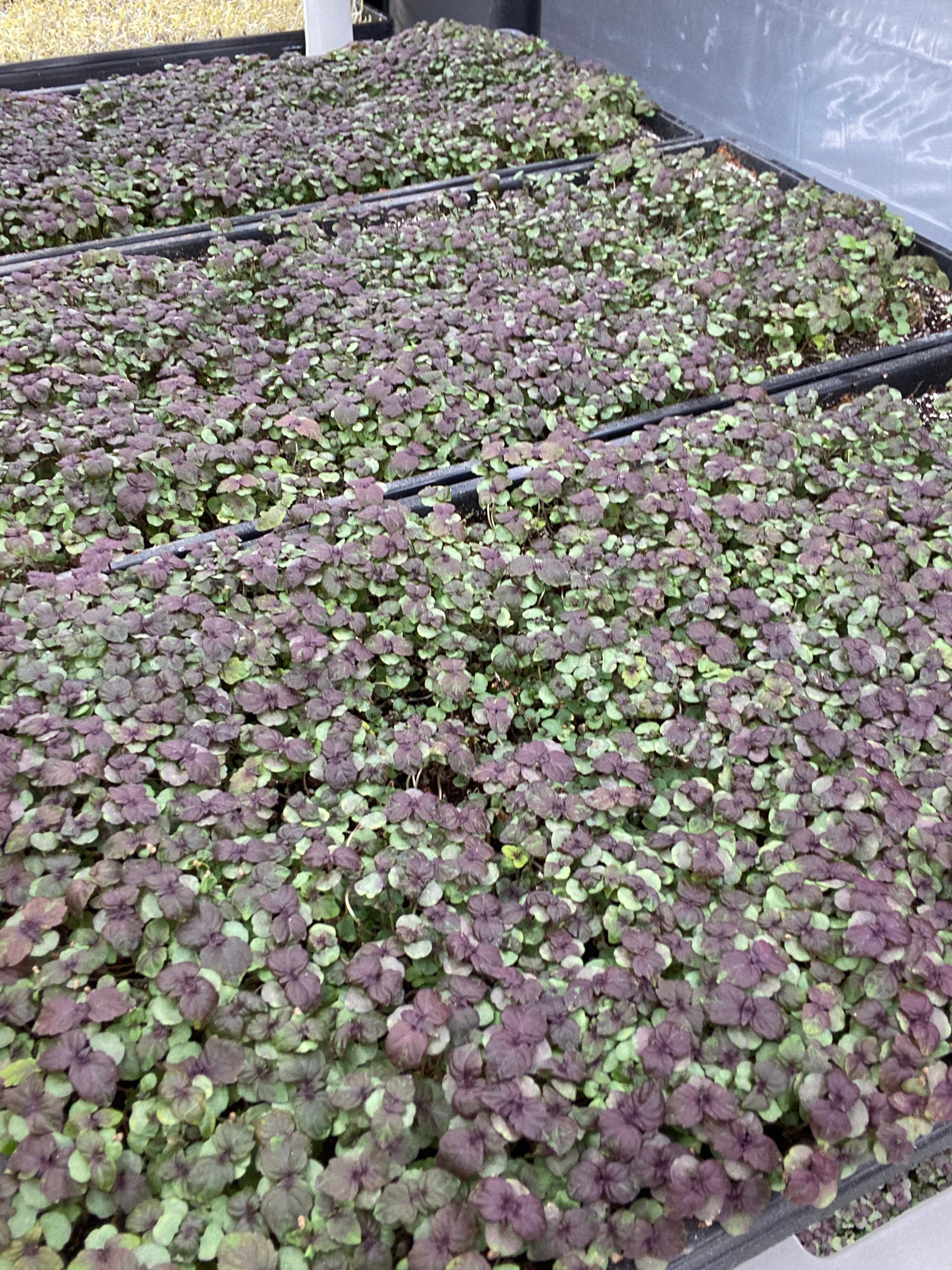 Fresh Purple Shiso perilla Microgreens Same Day Harvest , Ships With ...