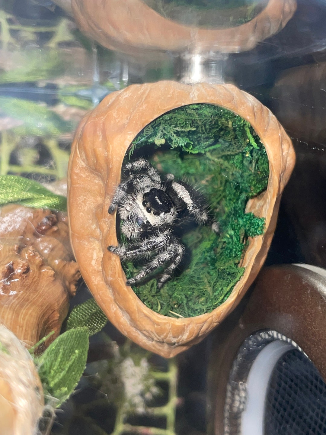 Handcrafted Natural Walnut Shell Hides for Jumping Spiders - Etsy