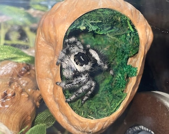 Real Walnut Hides for Jumping Spiders and Other Tiny Pets! - Etsy
