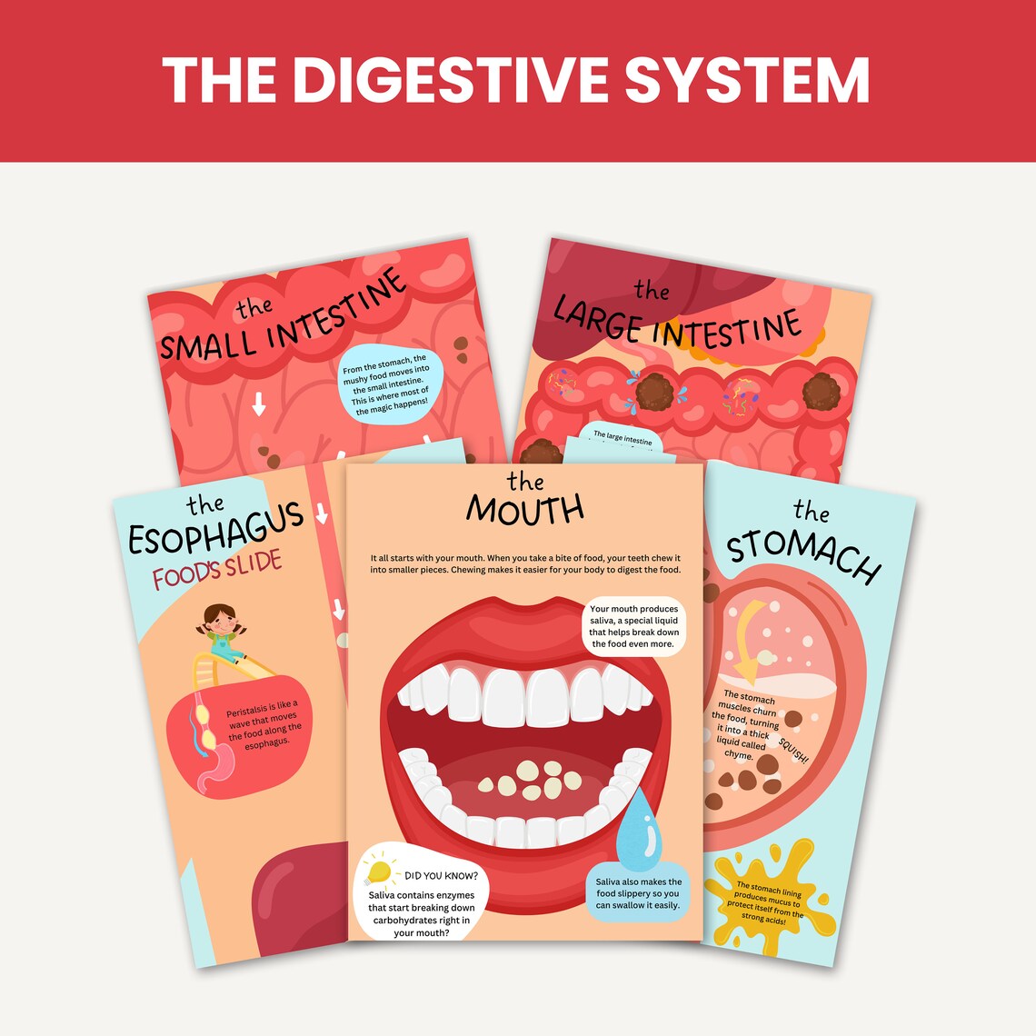 Kids Nutrition Bundle II Editable Canva Template, Digestive System ...