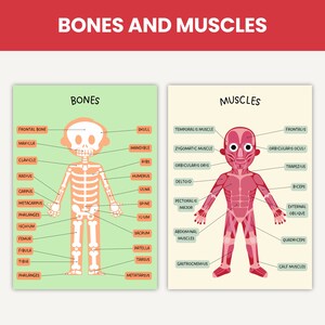 Kids Nutrition Bundle II Editable Canva Template | Digestive System ...