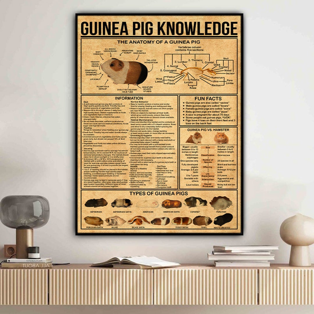 Guinea Pig Knowledge Poster, Knowledge Poster, Guinea Pig Art, Guinea ...