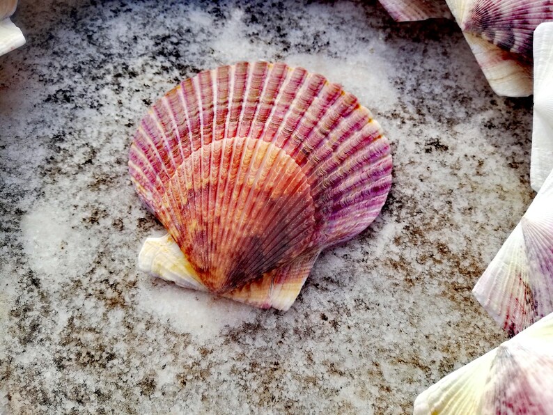 Cleaned Mini Scallop Shells Edged for Easy Crafting, Seashells, Perfect ...
