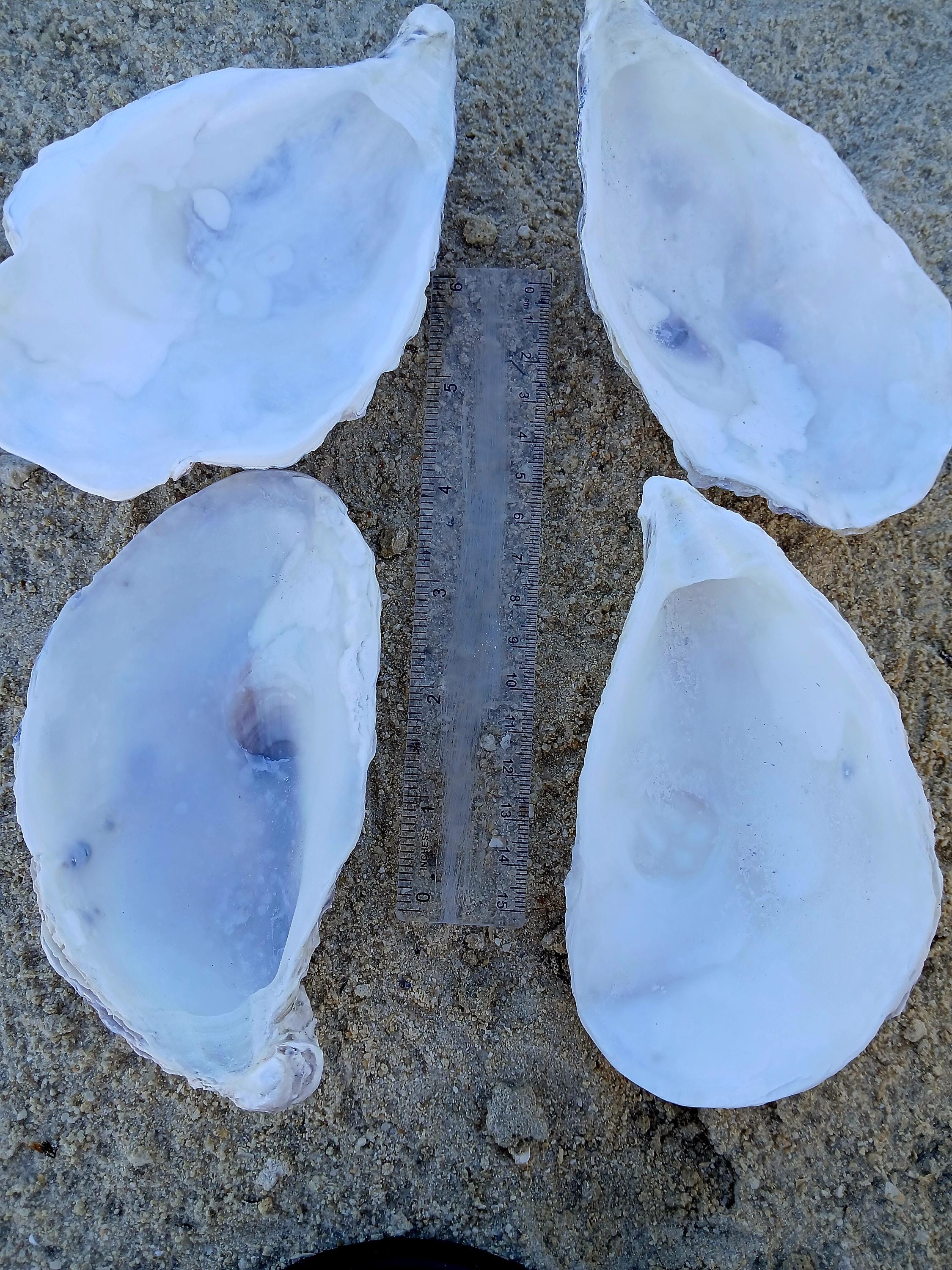 Large Oyster Shells, Cleaned DIY Craft Supplies, Candle Holders ...