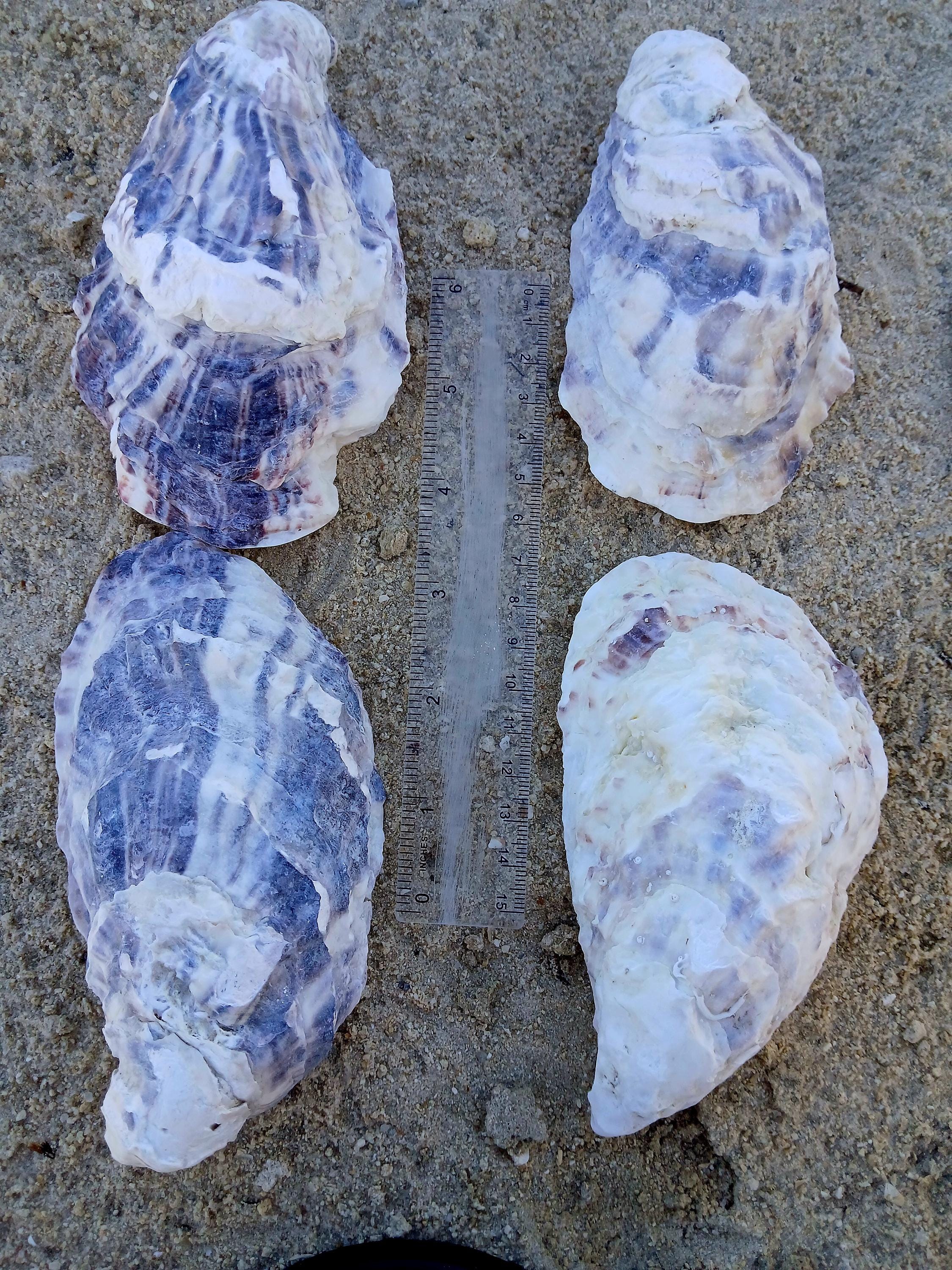 Large Oyster Shells, Cleaned DIY Craft Supplies, Candle Holders ...