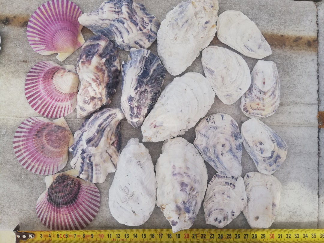 Set of 4 Types of Cleaned and Natural Shells two Types of Oyster Shells ...