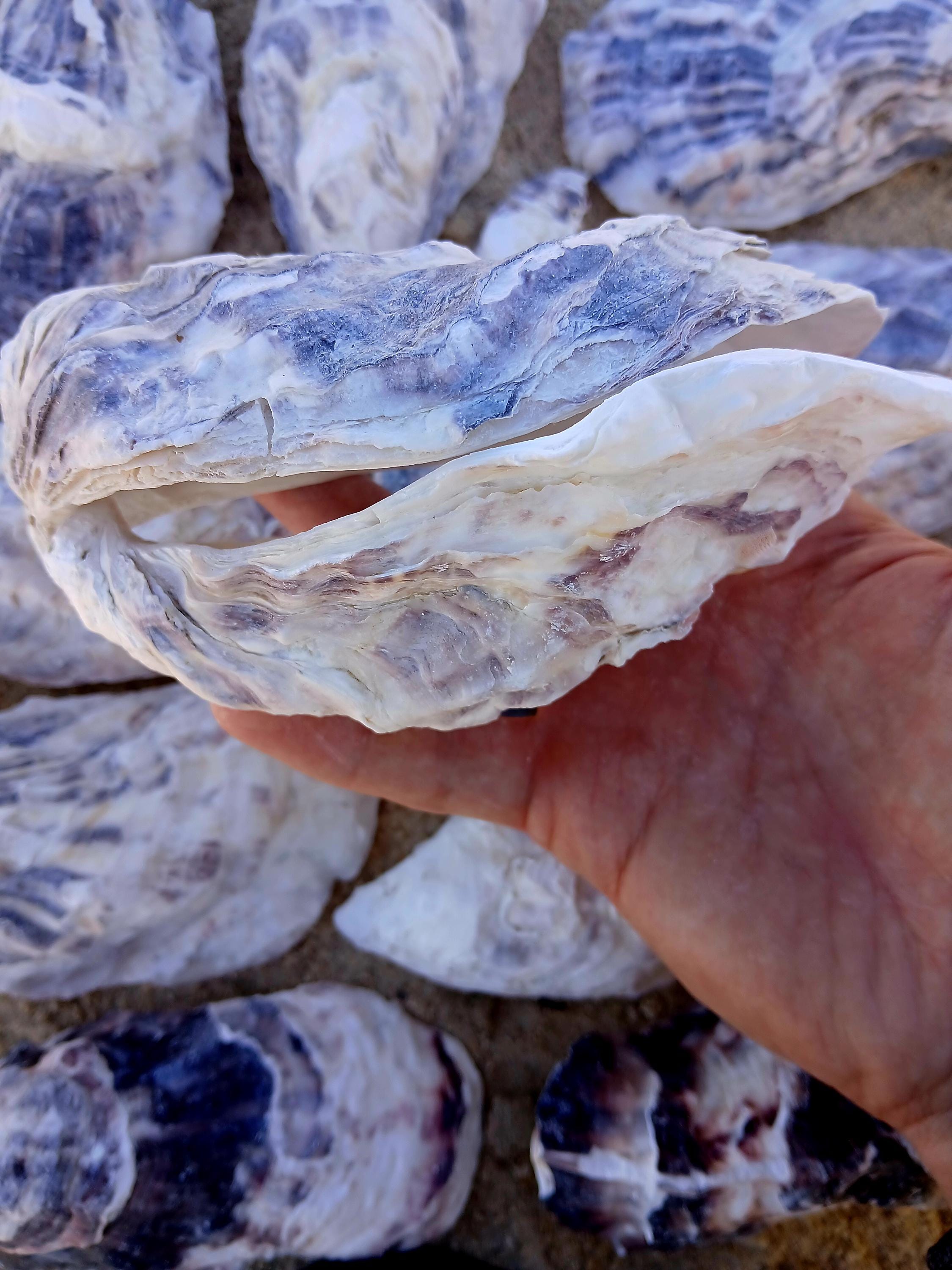 Large Oyster Shells, Cleaned DIY Craft Supplies, Candle Holders ...