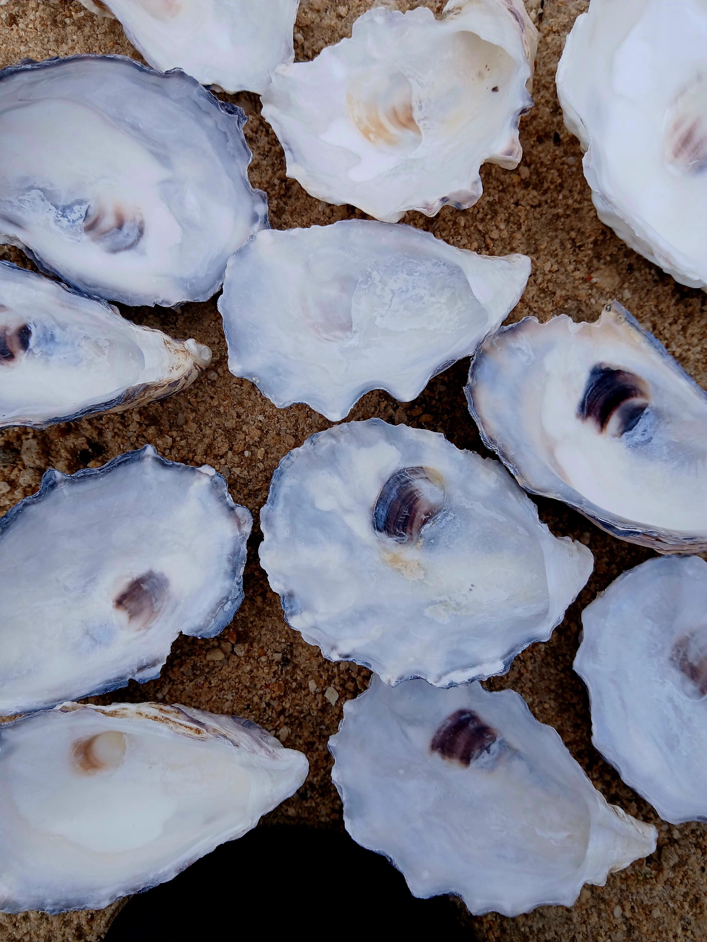 Bulk Raw Oyster Shells, Cheap DIY Craft Supplies, Rustic Decor, Natural ...