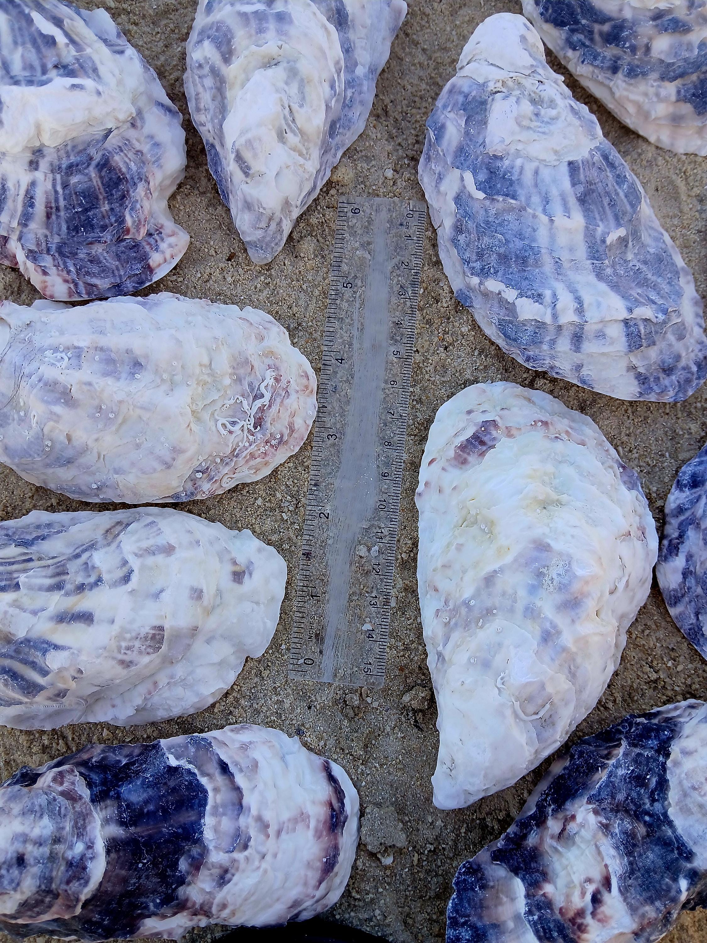 Large Oyster Shells, Cleaned DIY Craft Supplies, Candle Holders ...