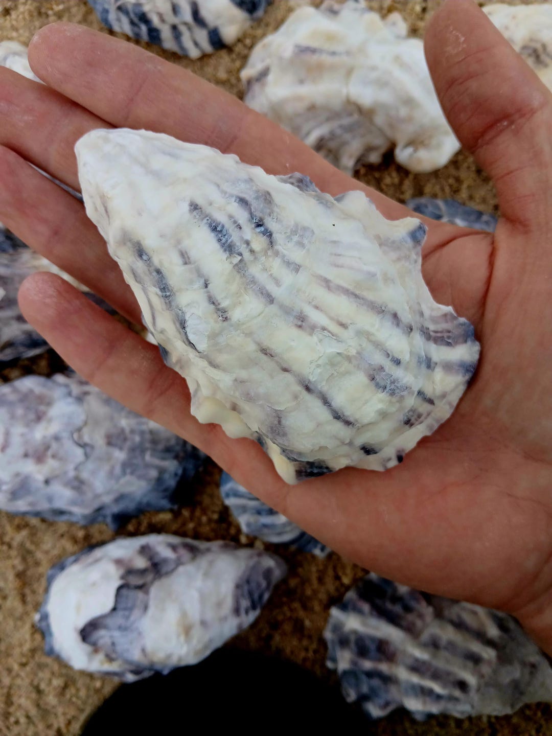 Bulk Raw Oyster Shells, Cheap DIY Craft Supplies, Rustic Decor, Natural ...