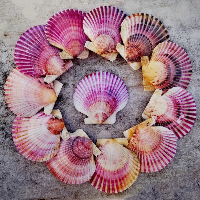 Wedding Scallop Shells - Etsy