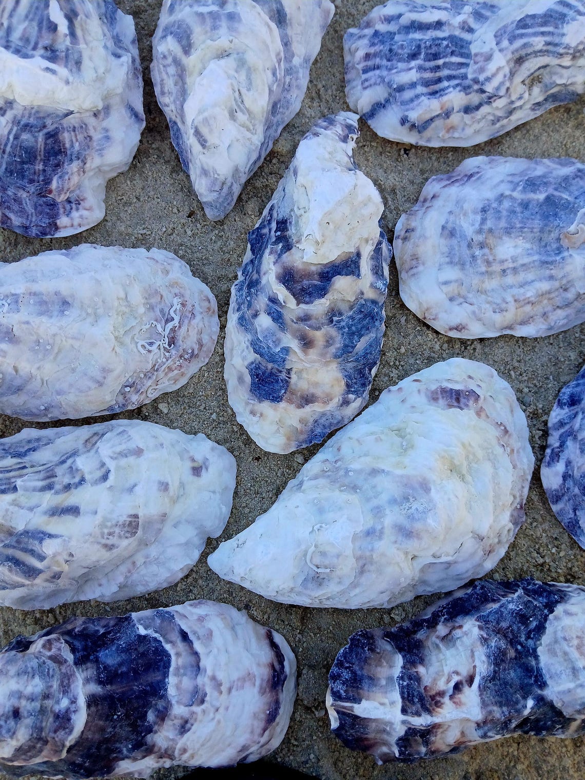 Large Oyster Shells, Cleaned DIY Craft Supplies, Candle Holders ...