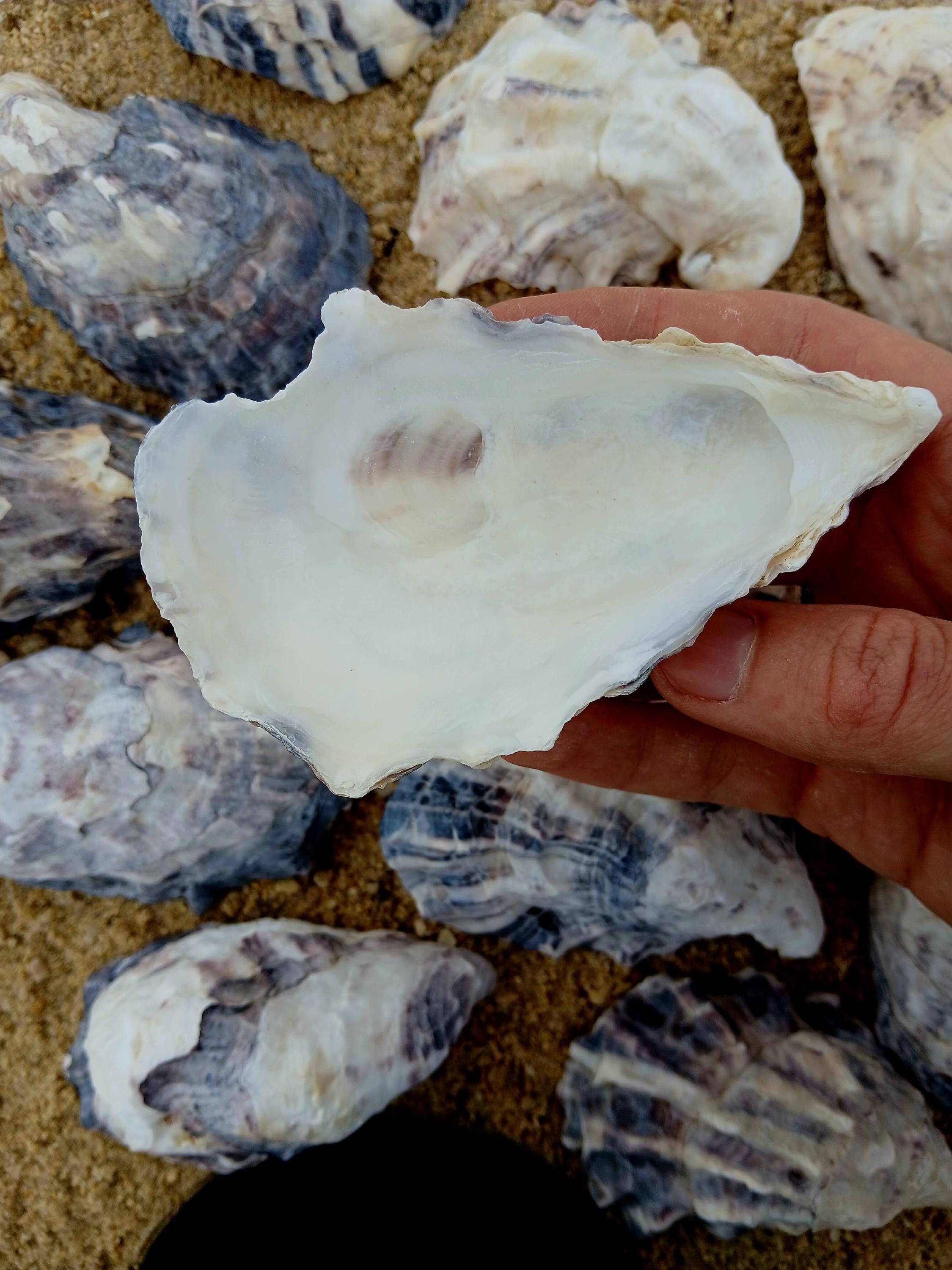 Bulk Raw Oyster Shells, Cheap DIY Craft Supplies, Rustic Decor, Natural ...