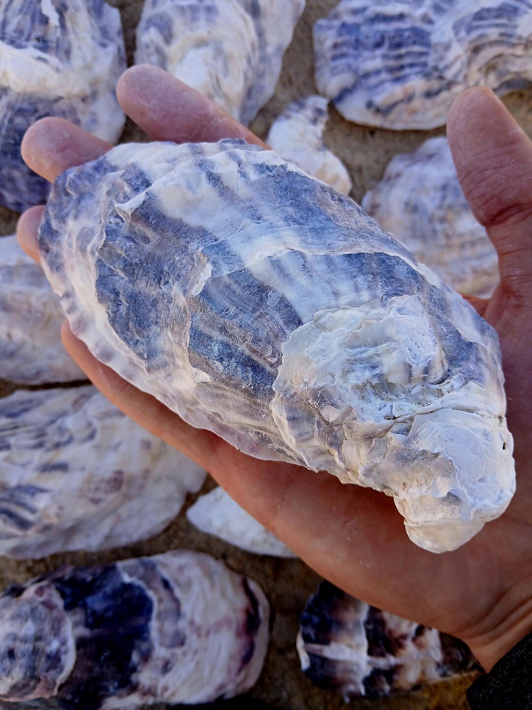 Large Oyster Shells, Cleaned DIY Craft Supplies, Candle Holders ...