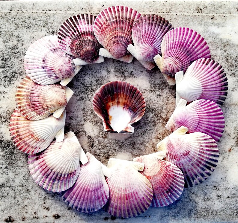 Cleaned Mini Scallop Shells Edged for Easy Crafting, Seashells, Perfect ...