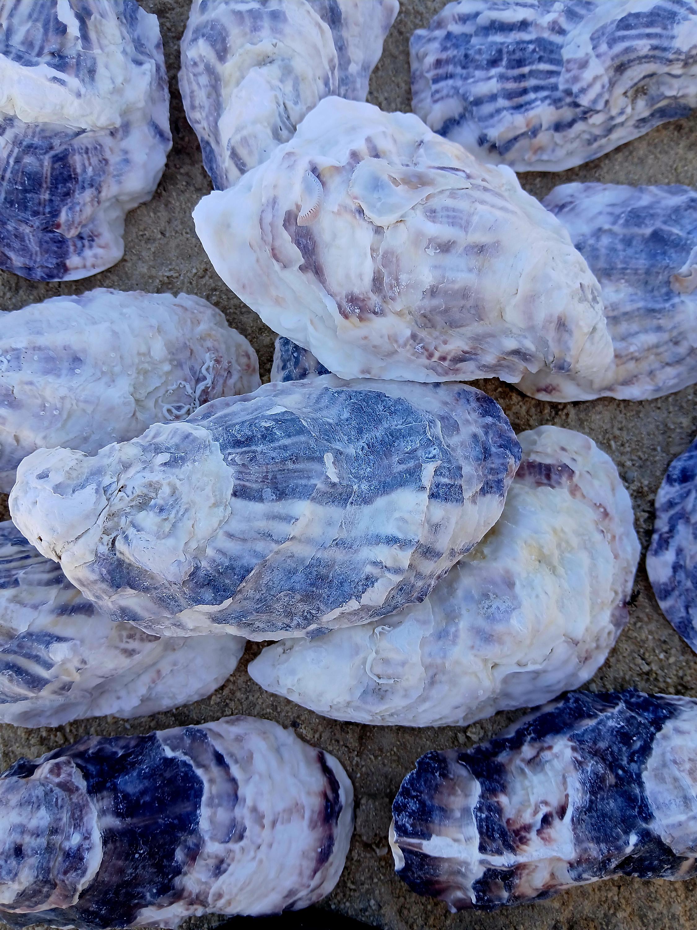 Large Oyster Shells, Cleaned DIY Craft Supplies, Candle Holders ...