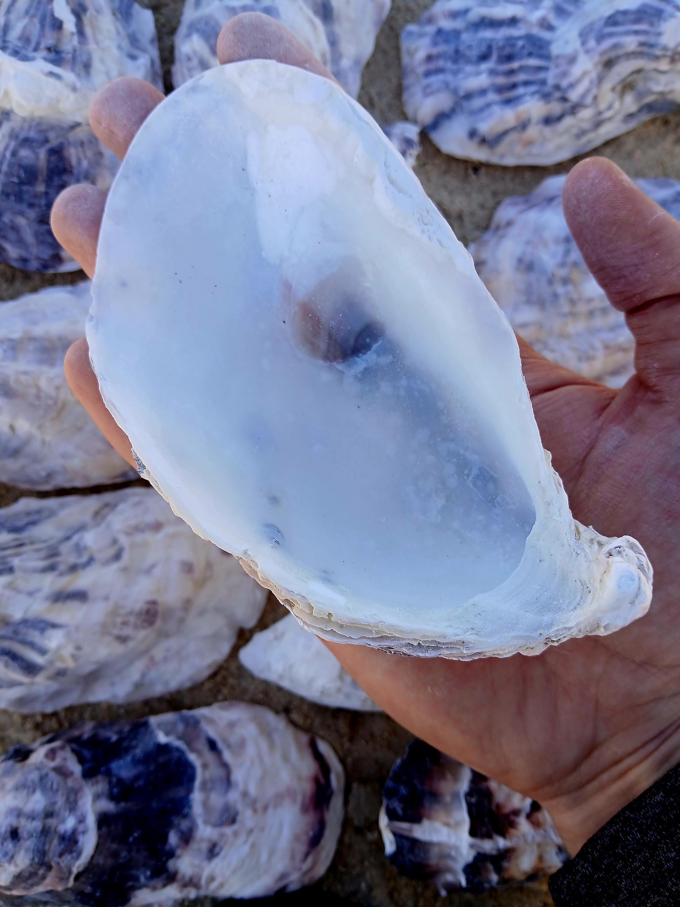 Large Oyster Shells, Cleaned DIY Craft Supplies, Candle Holders ...