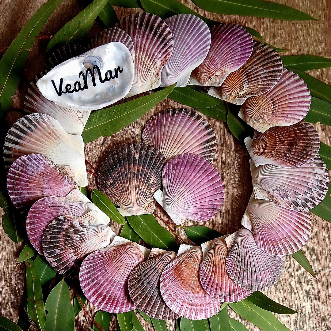 Bulk Scallop Shells, Cleaned DIY Craft Supplies, Wedding Place Cards ...