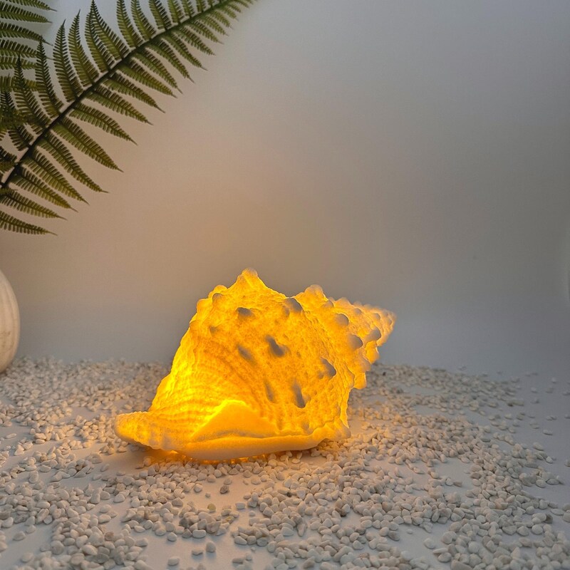 Seashell Lamps - Etsy