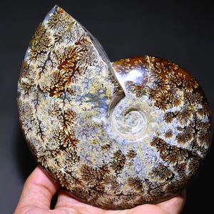 Natural Ammonite Fossil Conch ,specimen of Madagascar Healing Decor ...
