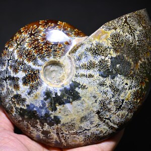 Natural Ammonite Fossil Conch ,specimen of Madagascar Healing Decor ...