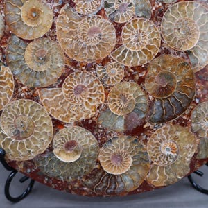 Natural Ammonite Fossil Shell Plate Disk Conch Collection Home Decor ...