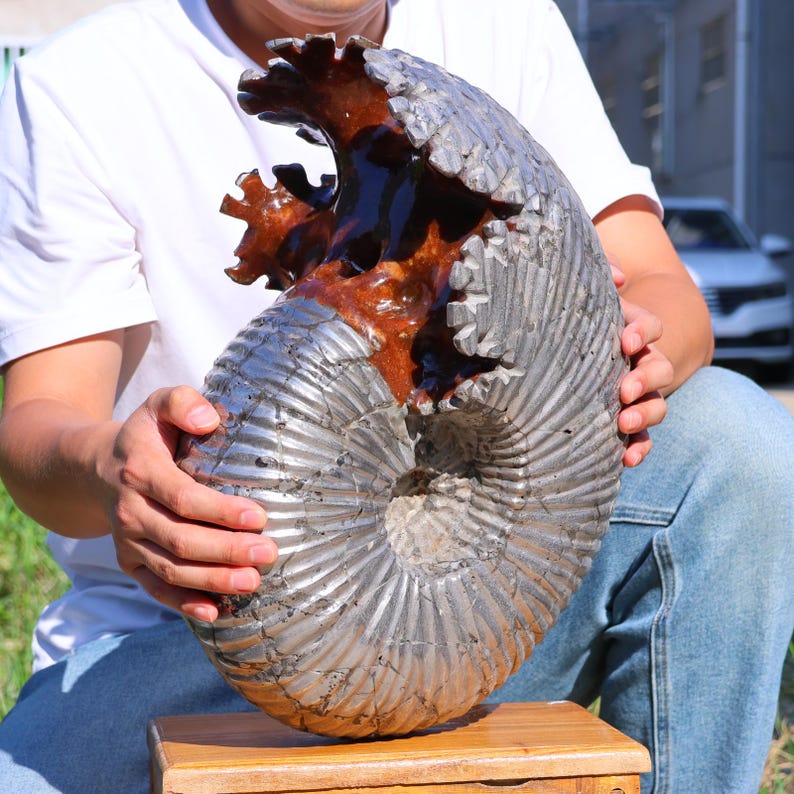 Iron Ore Fossil Conch ,specimen of Madagascar Healing Decor, Crystal ...