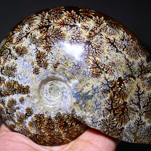 Natural Ammonite Fossil Conch ,specimen of Madagascar Healing Decor ...