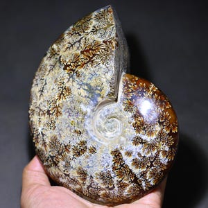 Natural Ammonite Fossil Conch ,specimen of Madagascar Healing Decor ...