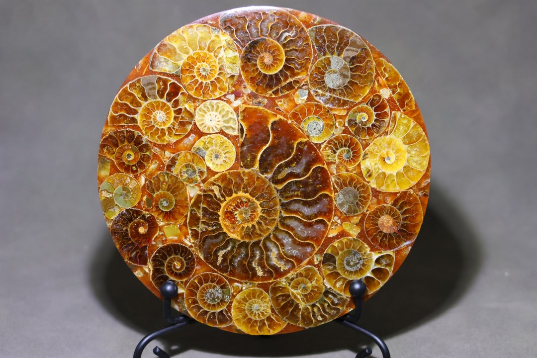 11CM Natural Ammonite Fossil,shell Plate,ammonite Disk,conch Collection ...