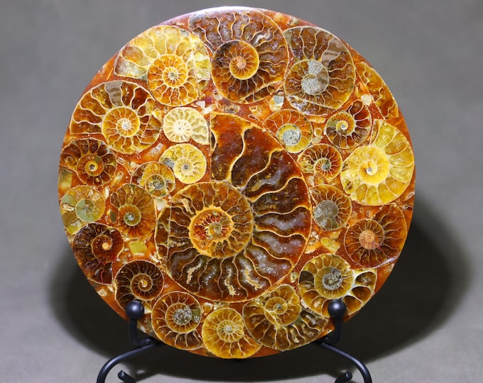 FLASH SALE Amazing Ammolite Ammonite Gemstone Fossil Display Gemstone ...