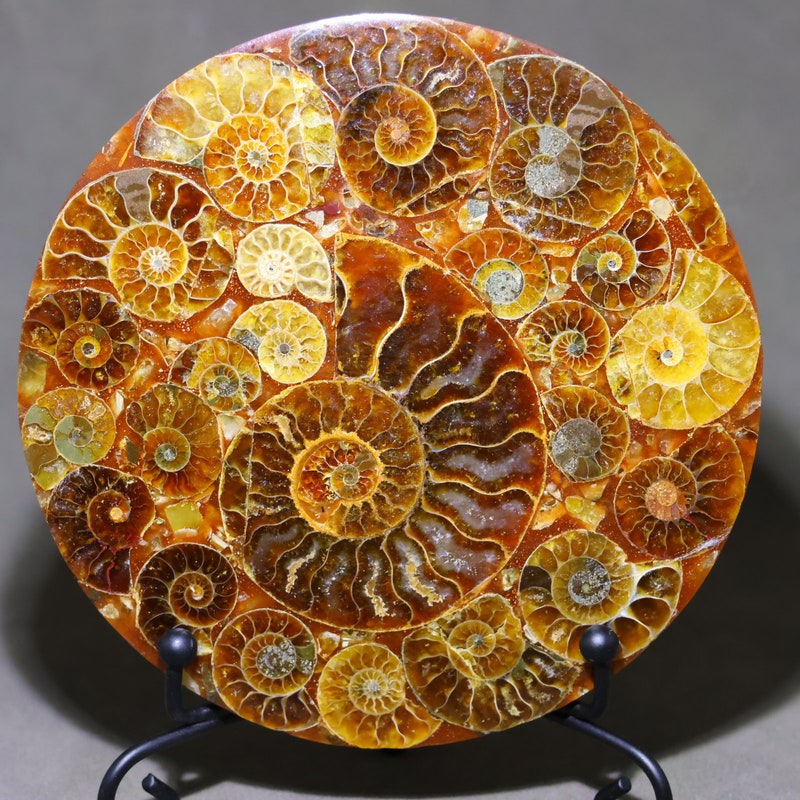 Large Ammonite on Stand - Etsy UK