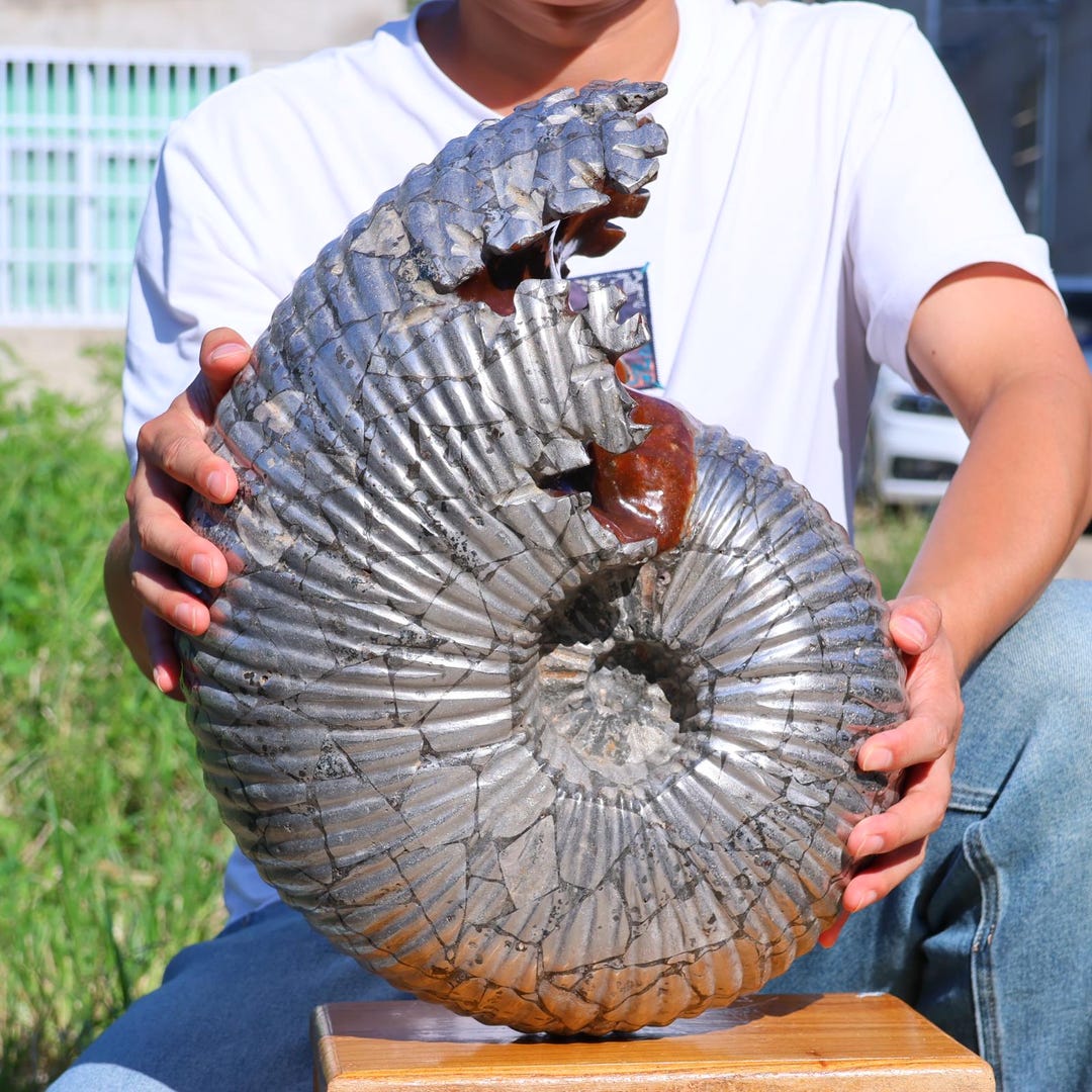 Iron Ore Fossil Conch ,specimen of Madagascar Healing Decor, Crystal ...
