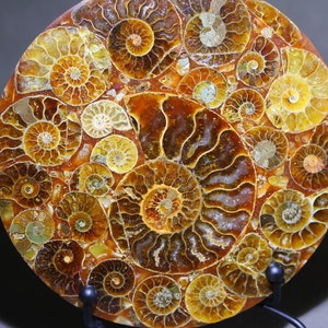 11CM Natural Ammonite Fossil,shell Plate,ammonite Disk,conch Collection ...