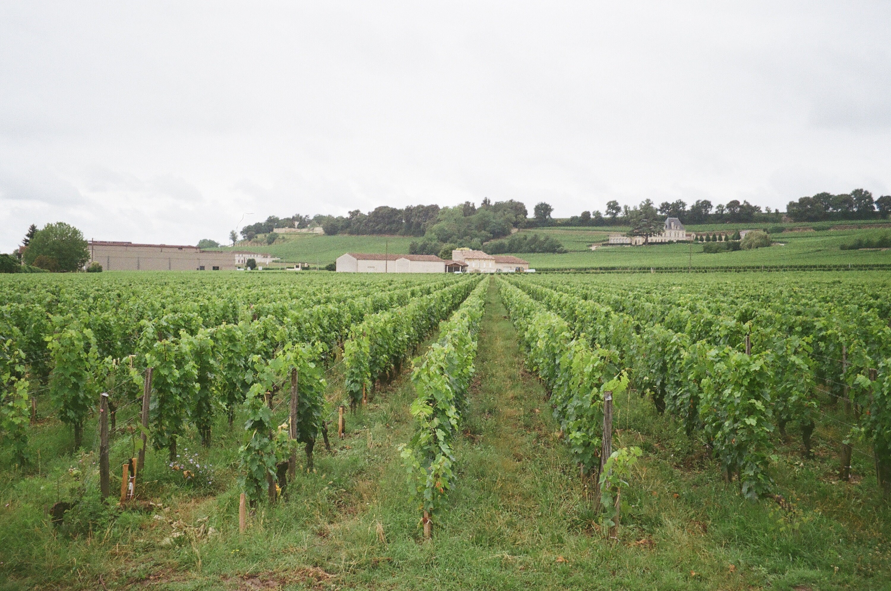 Bordeaux Vineyard Horizontal Film Photo Poster - Etsy