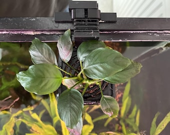The Root Clip - Aquarium Plant Holder for Substrate-less Emersed Plants ...