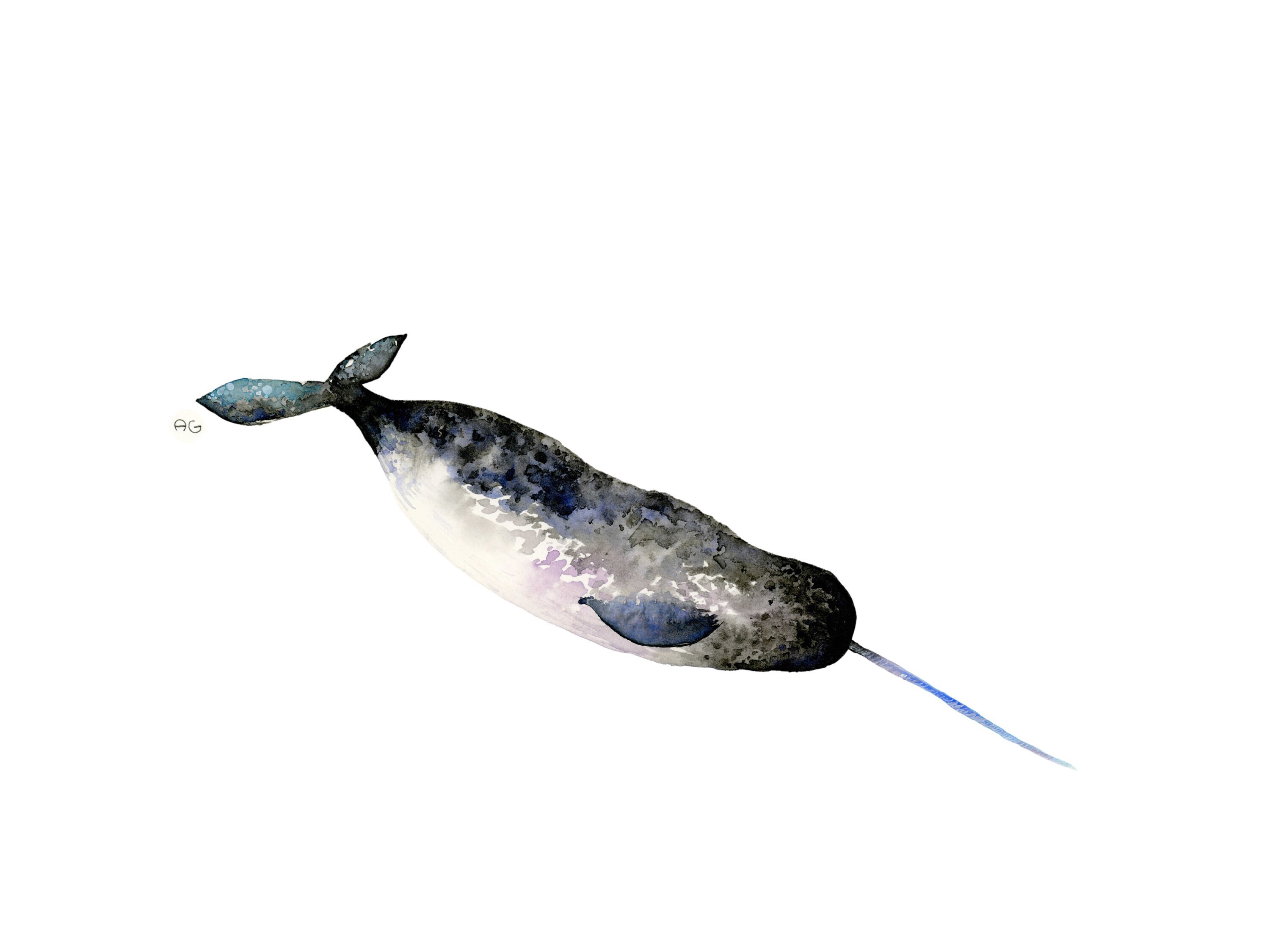 Deep Dive Hand Painted Narwhal Watercolor Digital File - Etsy