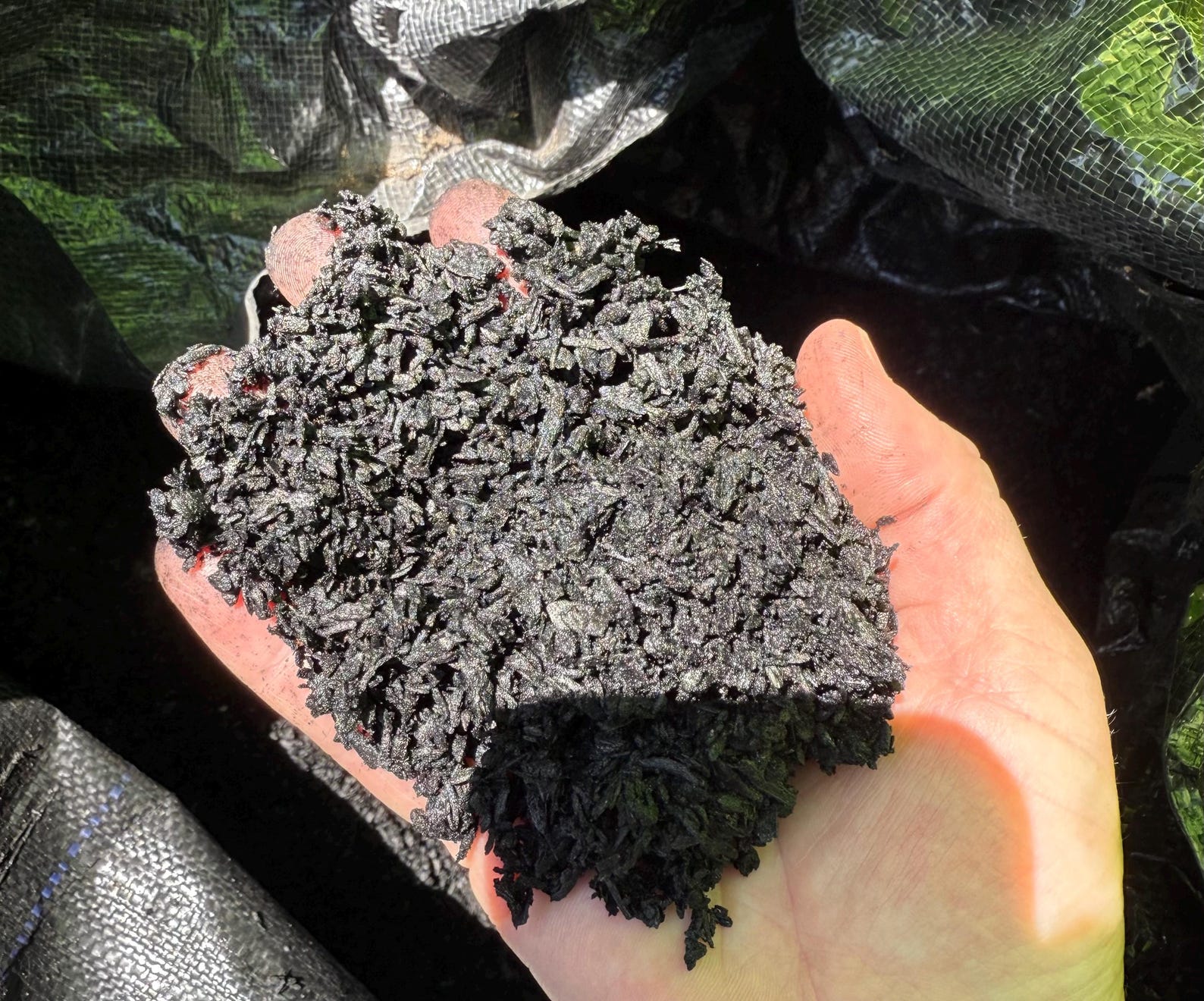 Biochar - Etsy