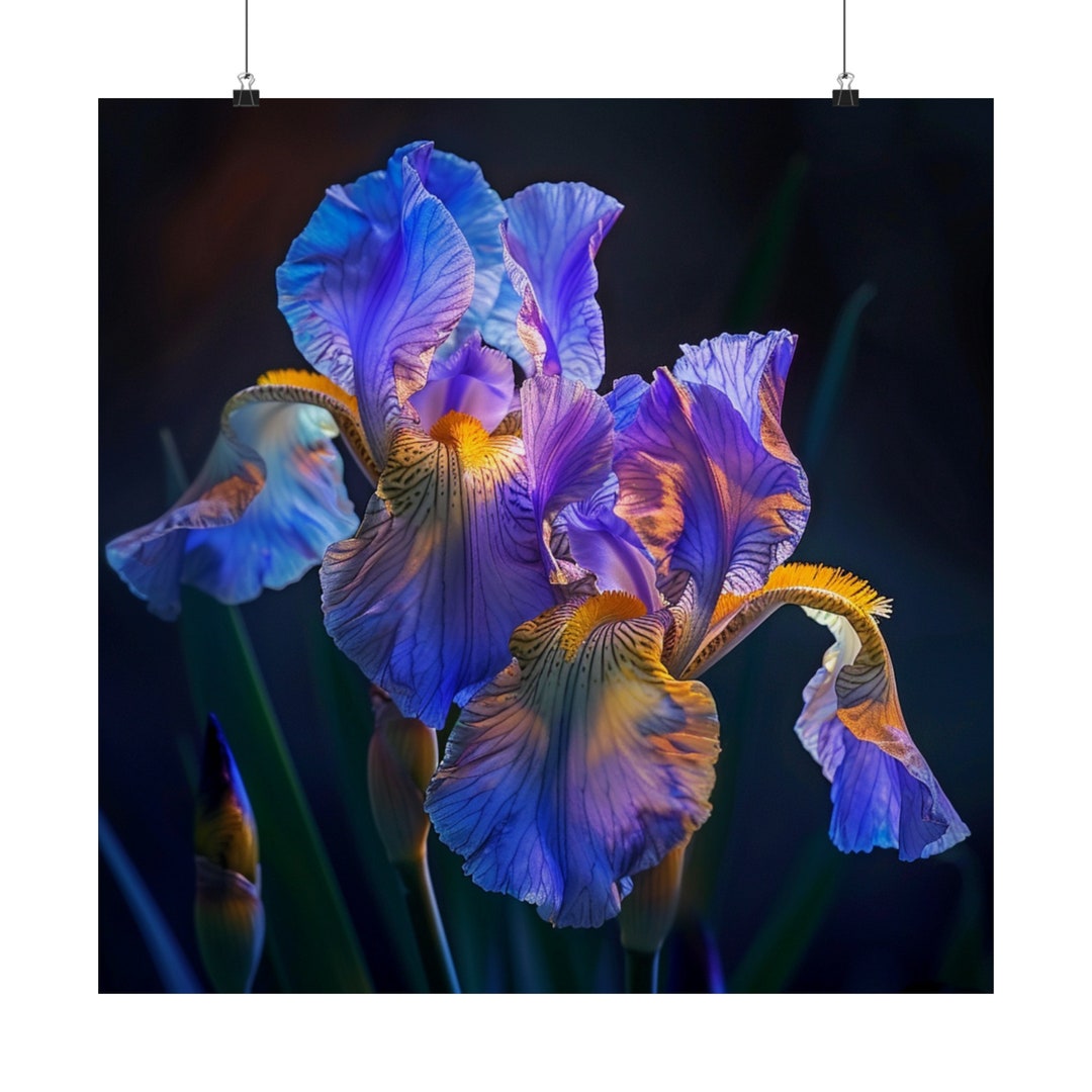 Matte Irises Poster With Mood Lighting, Botanical Art Print, Home Decor ...