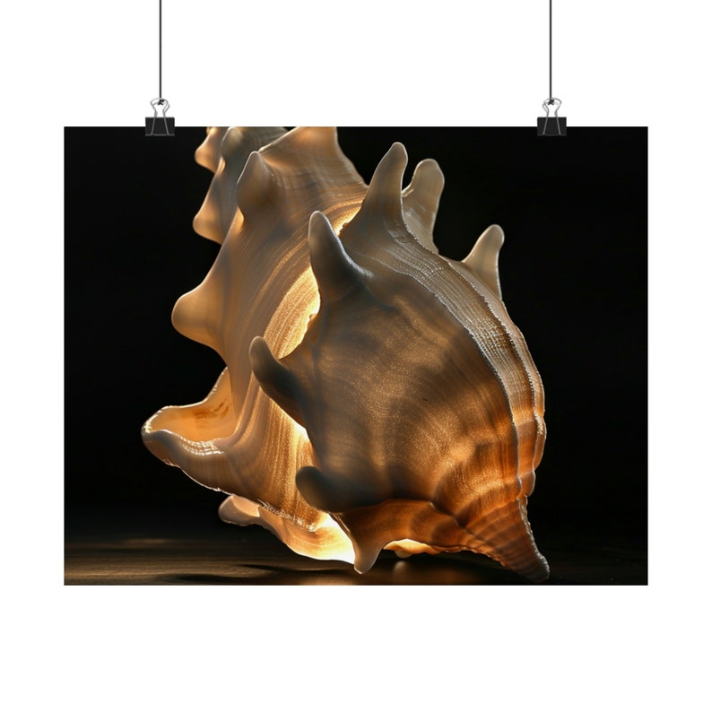 Elegant Conch Shell Print, Soft Light Matte Poster, Artistic Home ...