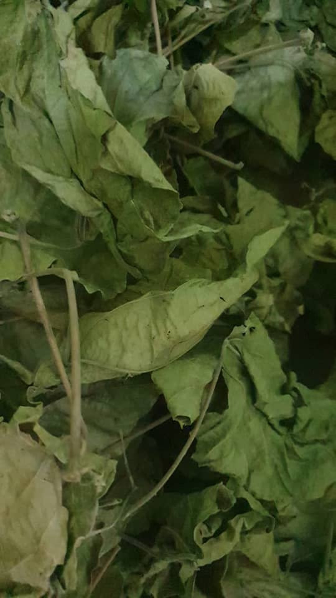 Alchornea Cordifolia/christmas Bush/ Leaves - 1000g/1kg - Etsy