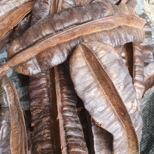 Tetrapleura Tetraptera /prekese / Aidan Tree.-1000g/1kg - Etsy